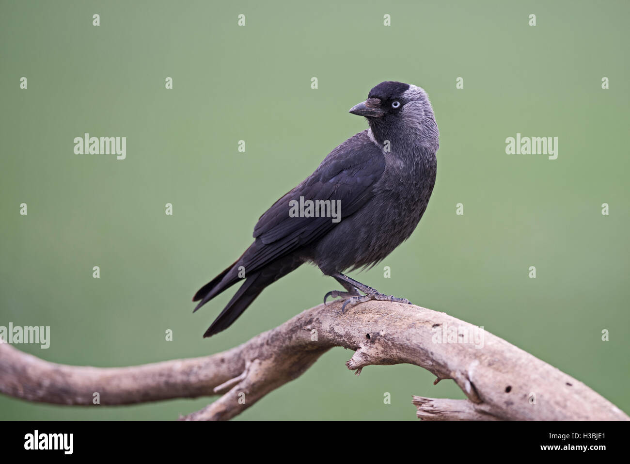 Jackdaw (Western Jackdaw) Corvus monedula Spain Spring Stock Photo - Alamy