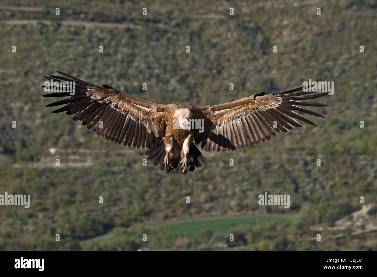 Vulture bird spain catalonia flight fly flying pyrenees hi-res stock ...