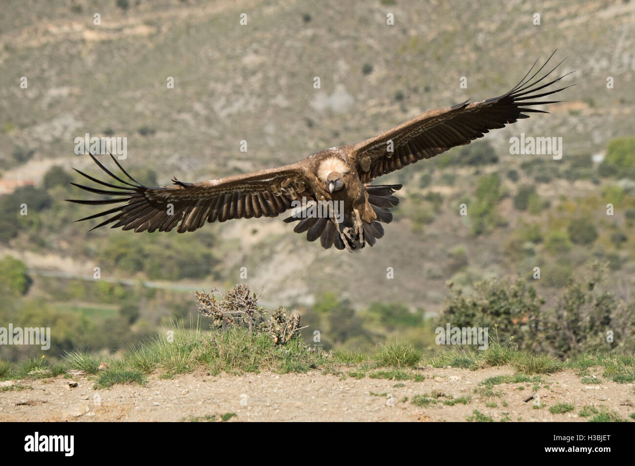 Vulture bird spain catalonia flight fly flying pyrenees hi-res stock ...