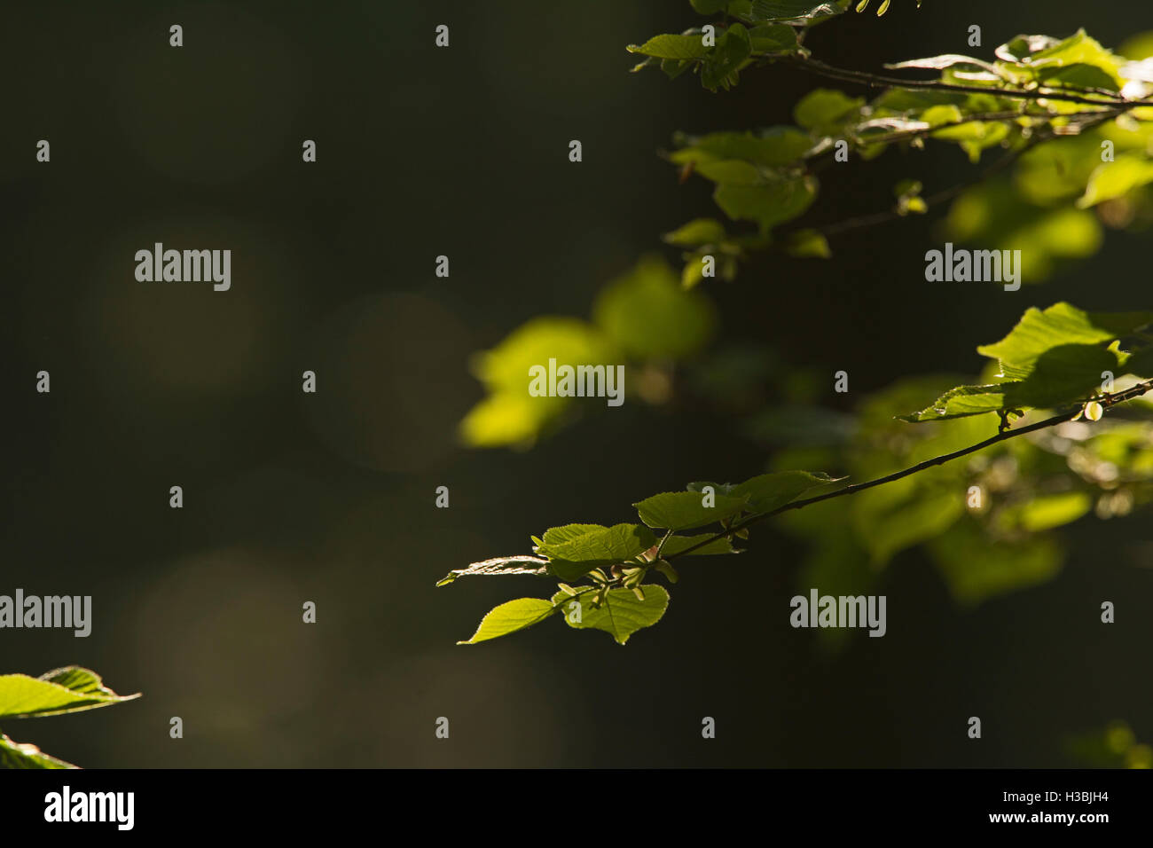 Trees with spring leaves hi-res stock photography and images - Alamy