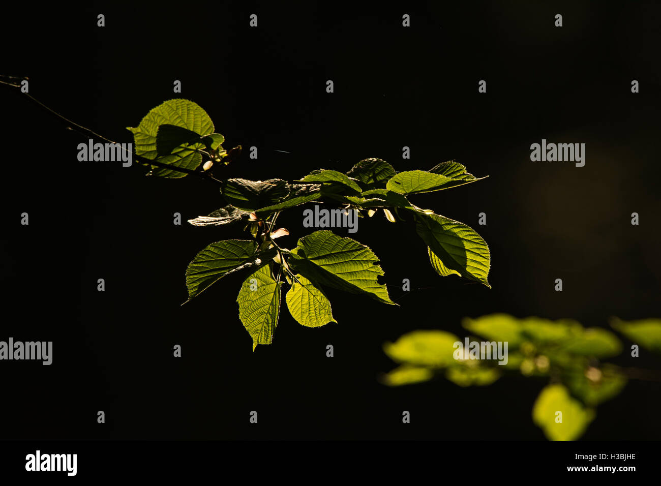 Beech trees in spring leaf hi-res stock photography and images - Alamy