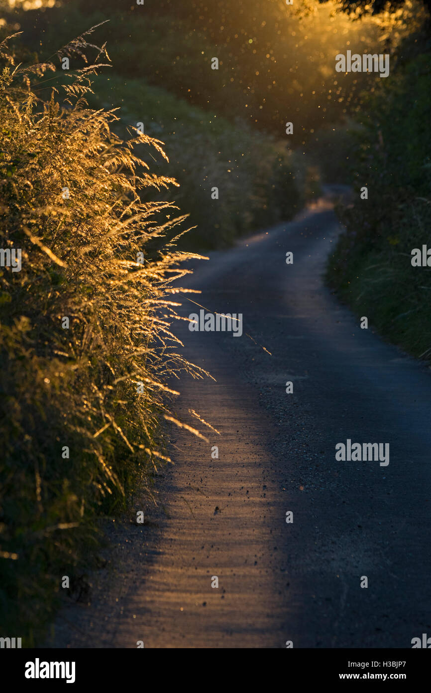 Evening sun on country lane hi-res stock photography and images - Alamy