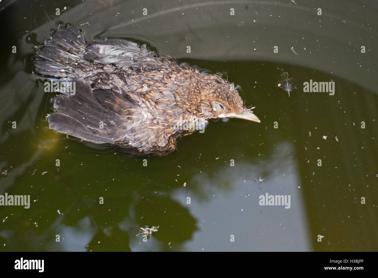 Fledgling Blackbird Turdus merula drowned in water butt in garden UK ...