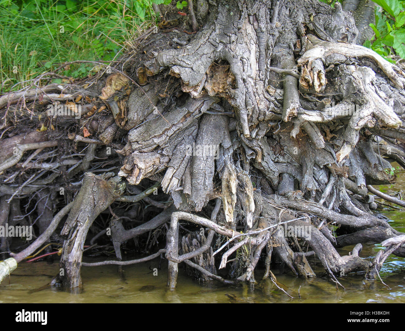 Dry stump with intricately intertwined roots Stock Photo - Alamy