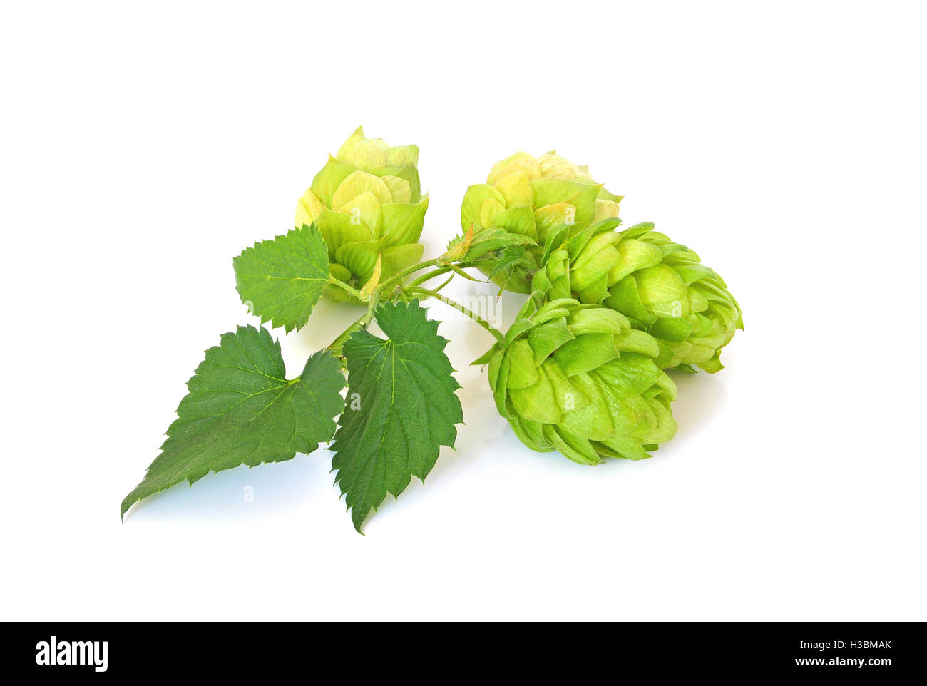 Hops farm Cut Out Stock Images & Pictures - Alamy
