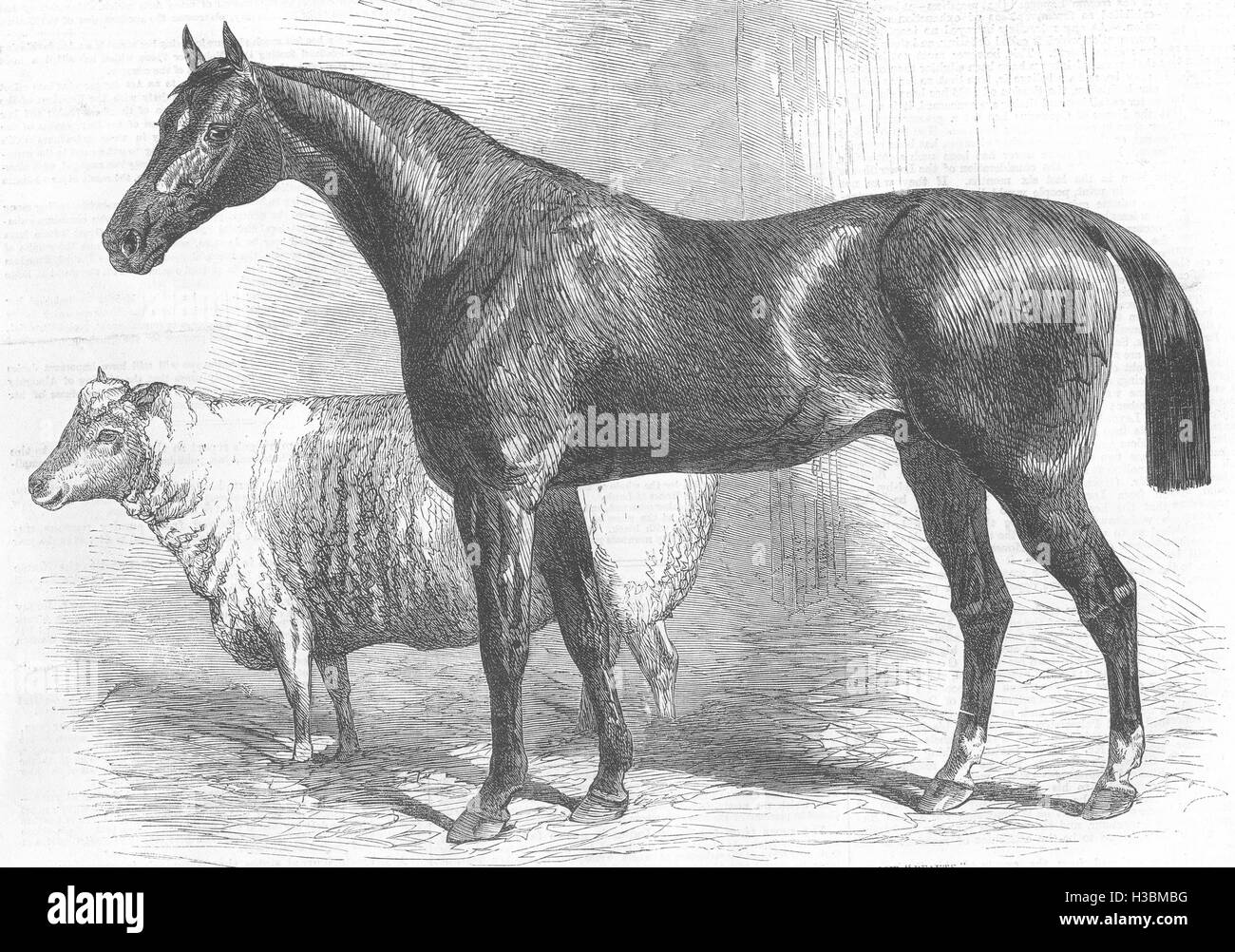 Prize ram Black and White Stock Photos & Images - Alamy