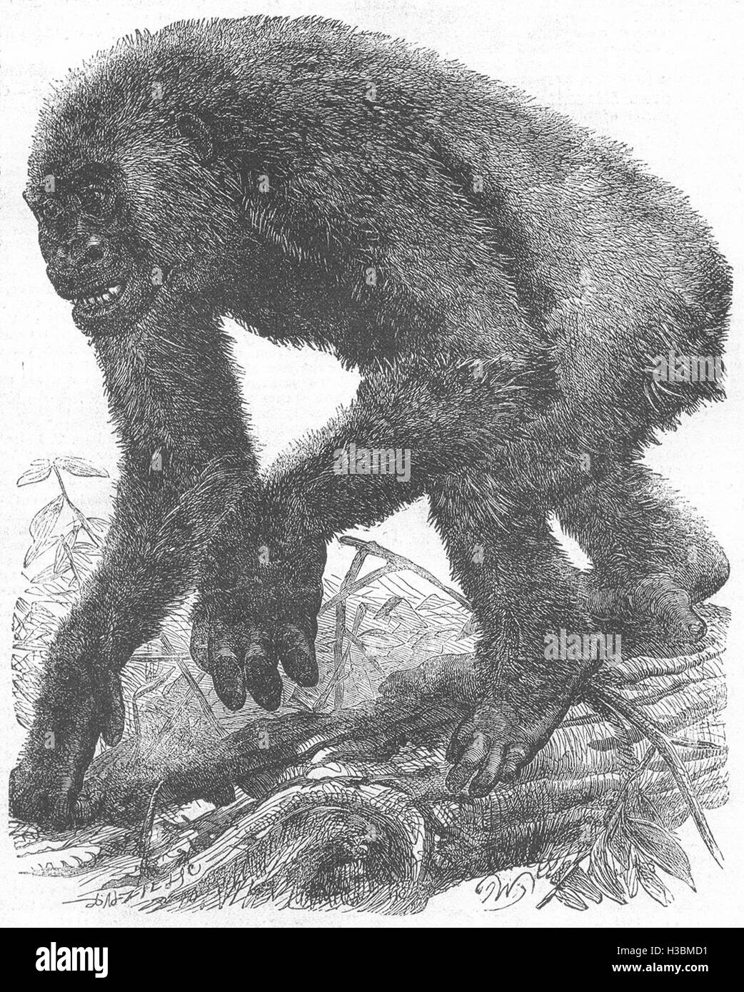 PRIMATES The Gorilla 1859. The Illustrated London News Stock Photo - Alamy