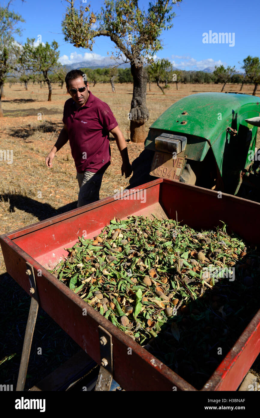 Almond harvest machine hi-res stock photography and images - Alamy