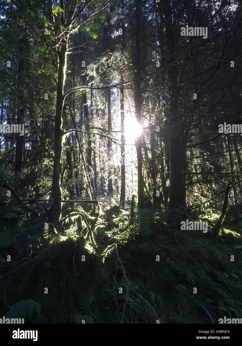 PINE WOOD at Lake Vyrnway, Powis, Wales. Photo Tony Gale Stock Photo ...