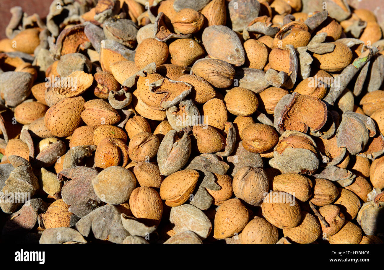Almond harvest machine hi-res stock photography and images - Alamy