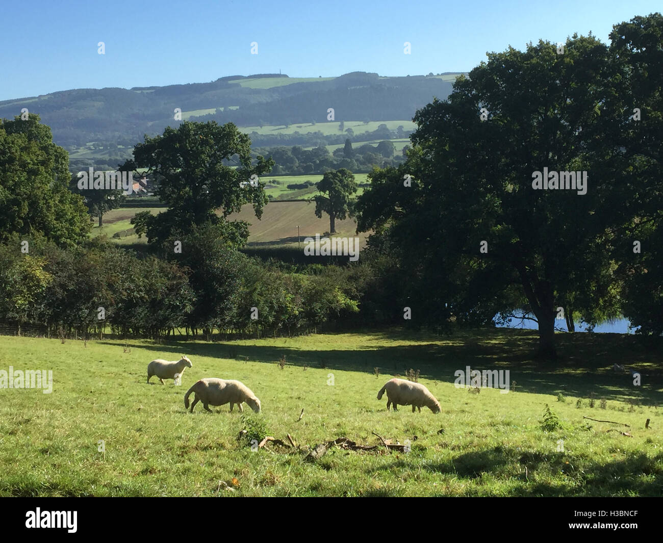 SHEEP FARMING NEAR WELSHPOOL, Powys, Wales. Photo Tony Gale Stock Photo ...