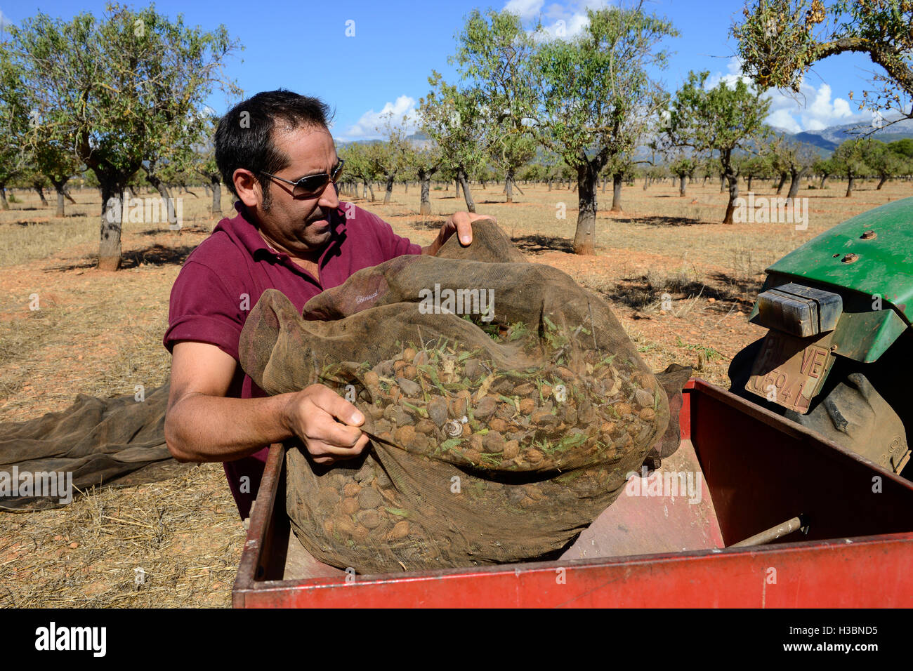 Almond harvest machine hi-res stock photography and images - Alamy