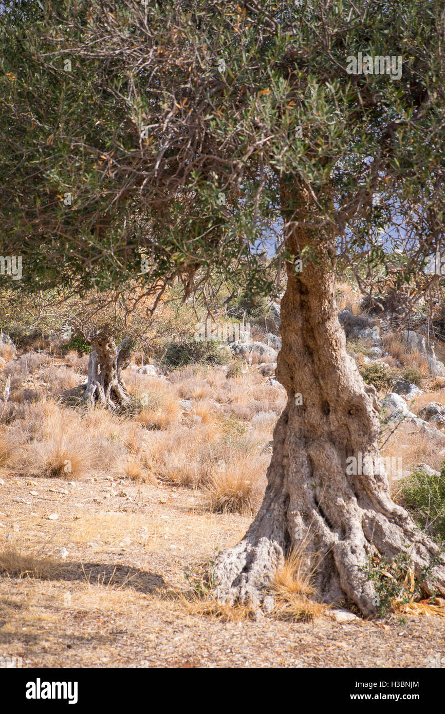 big olive tree in greece Stock Photo - Alamy