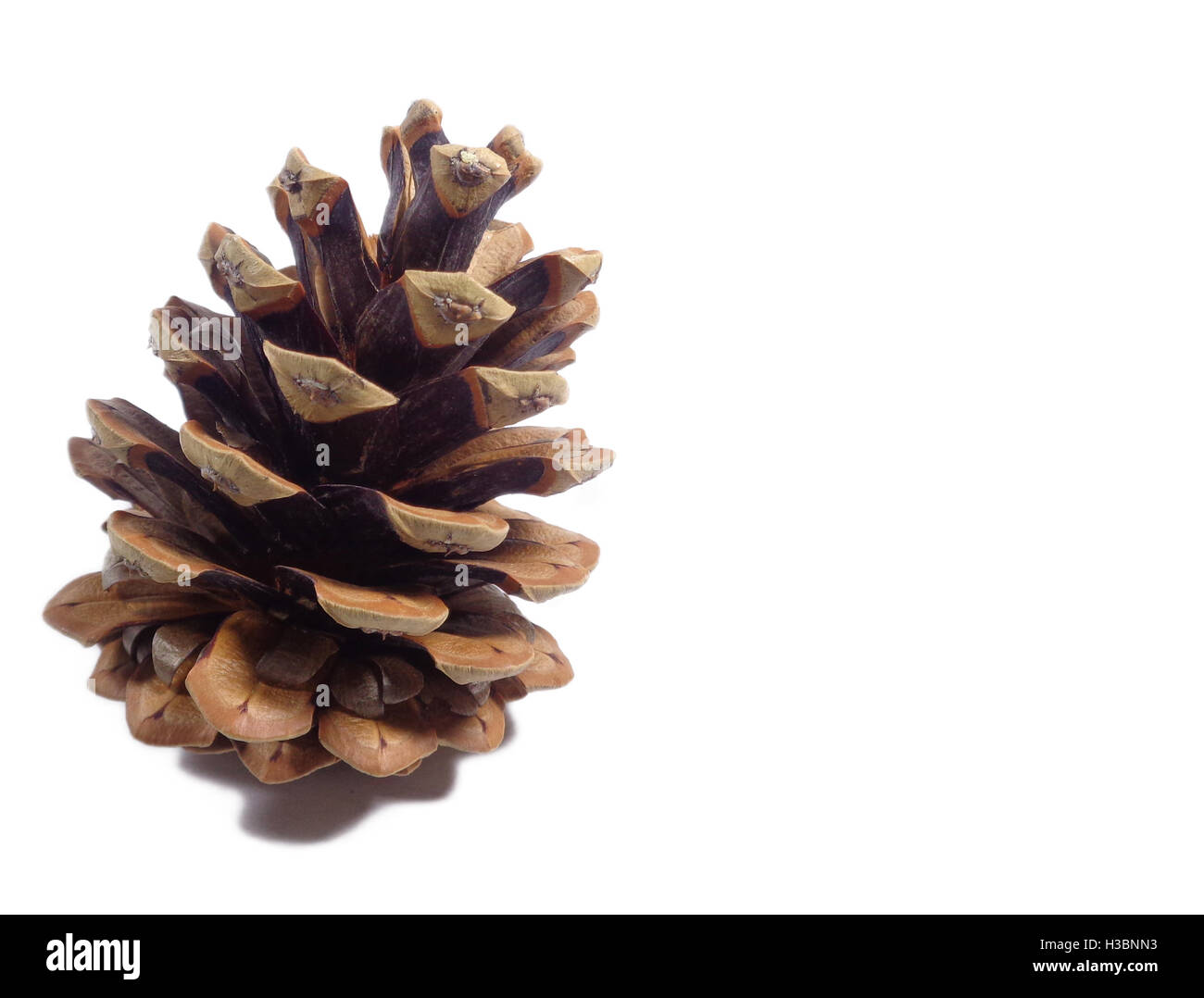 Close-up of one big natural dry pine cone isolated on white background ...