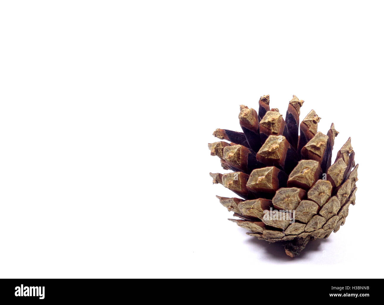 One natural dry pine cone isolated on white background, close-up Stock ...