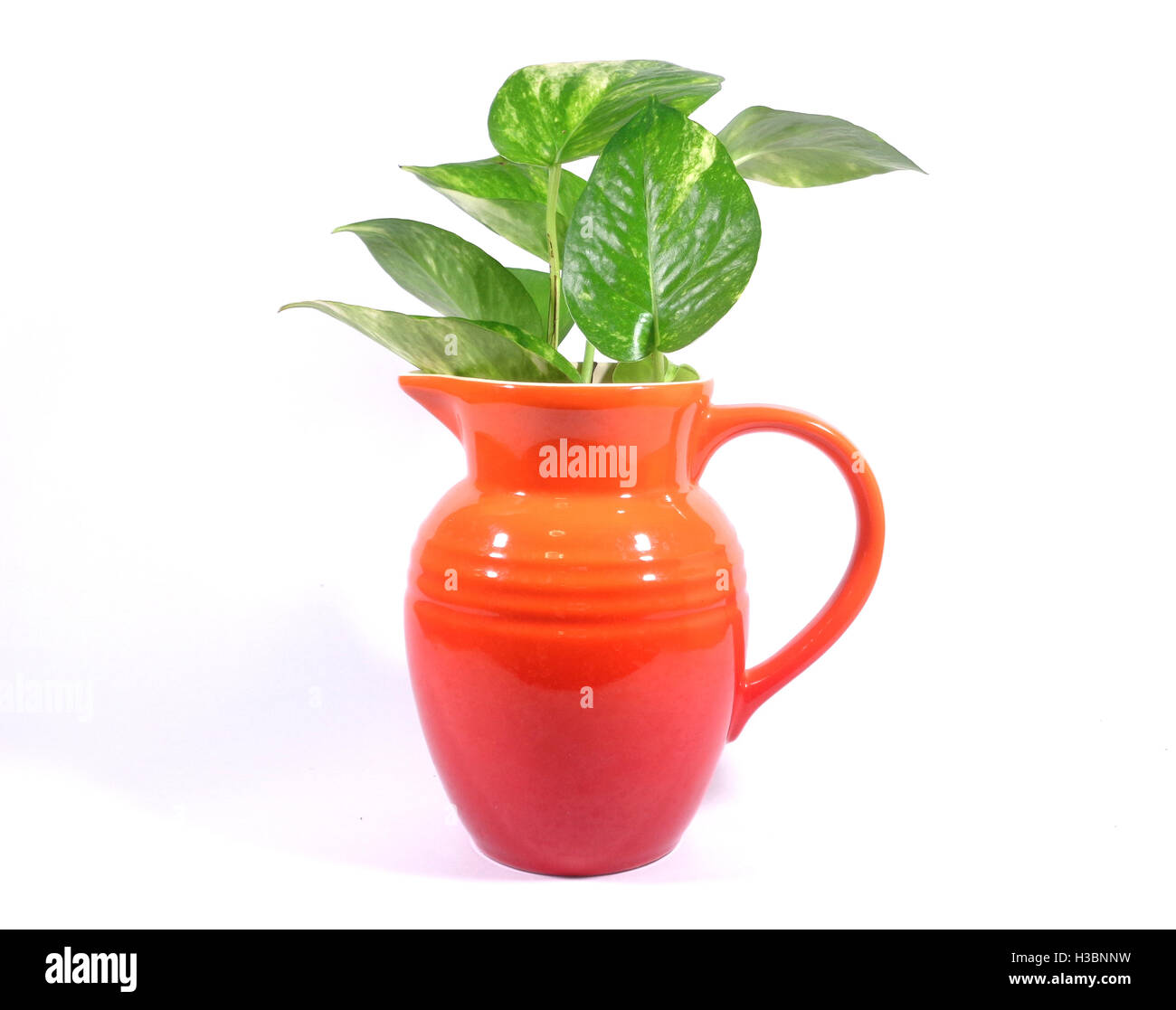 One orange jug with green leaves isolated on white background, close-up ...