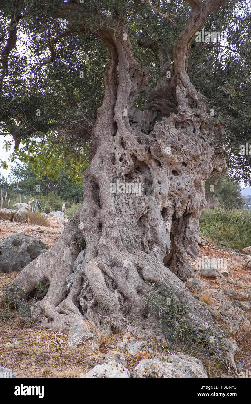 big olive tree in greece Stock Photo - Alamy