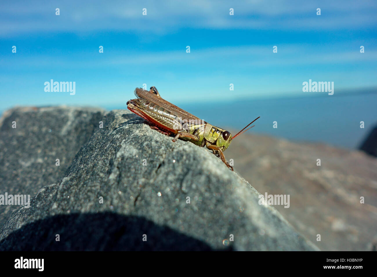 A trimerotropis lubber grasshopper on a rock Stock Photo - Alamy