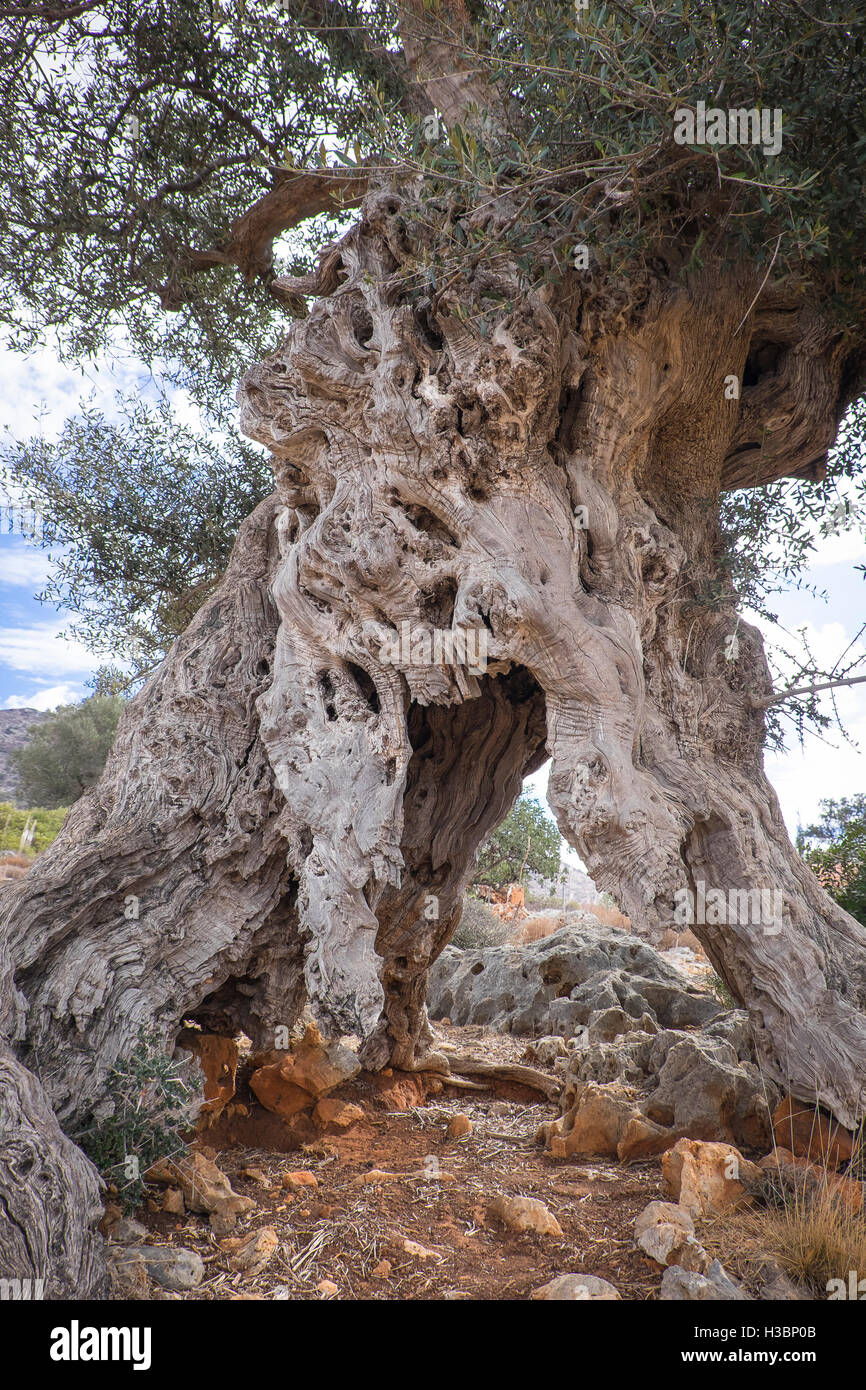 big olive tree in greece Stock Photo - Alamy