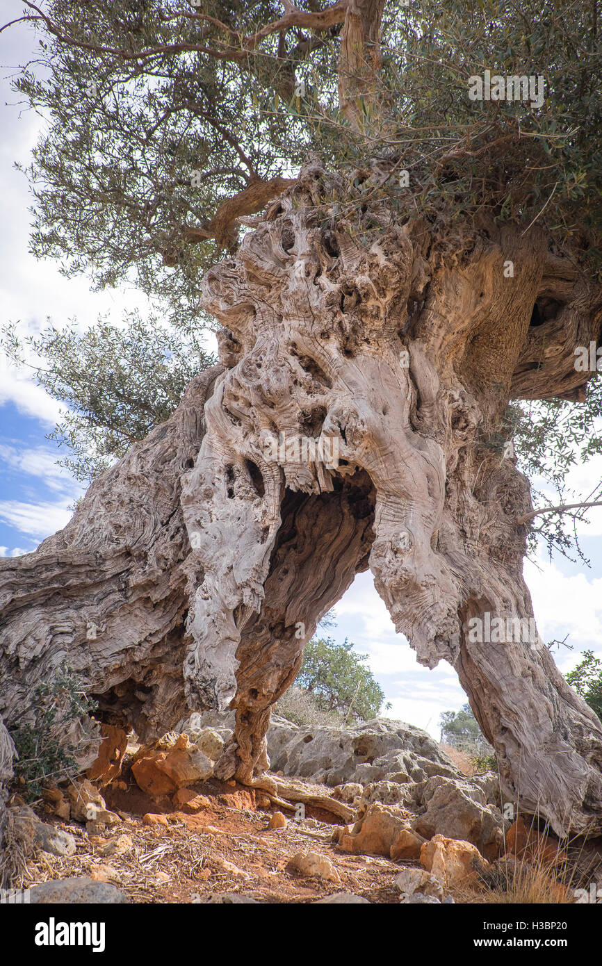 big olive tree in greece Stock Photo - Alamy