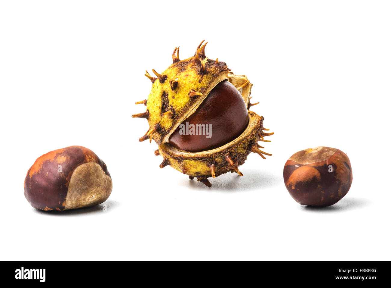 Chestnut thorn fruit hi-res stock photography and images - Alamy