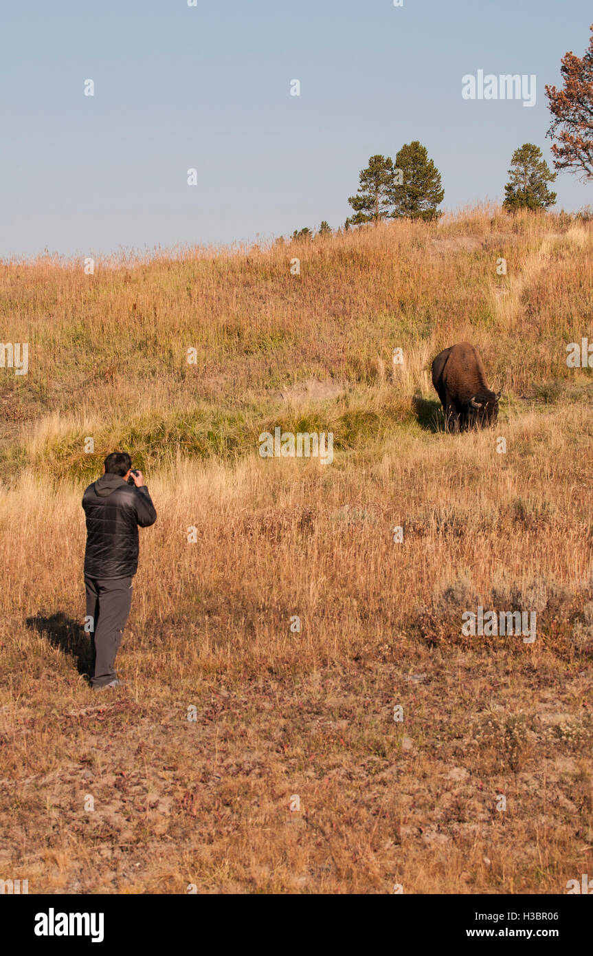Man photographing Bison buffalo (Bison bison) in Lamar Valley ...