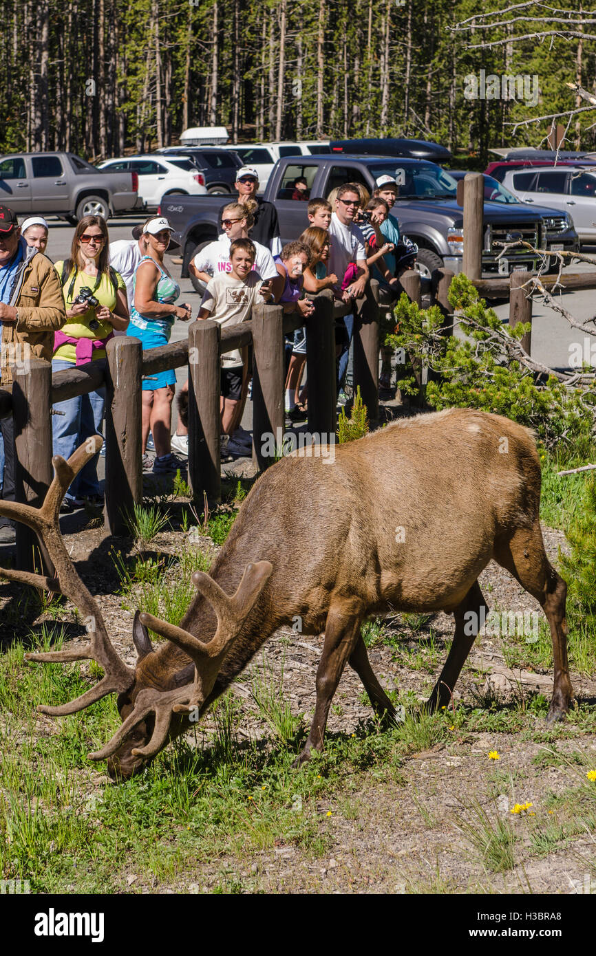 Yellowstone elk eating hi-res stock photography and images - Alamy