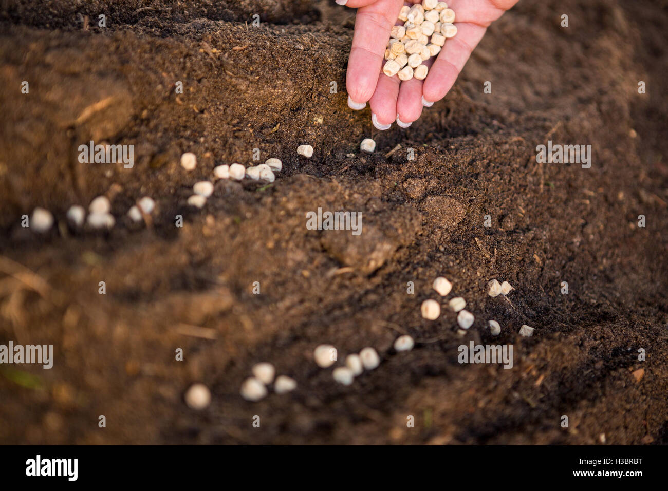 Planting seed hi-res stock photography and images - Alamy