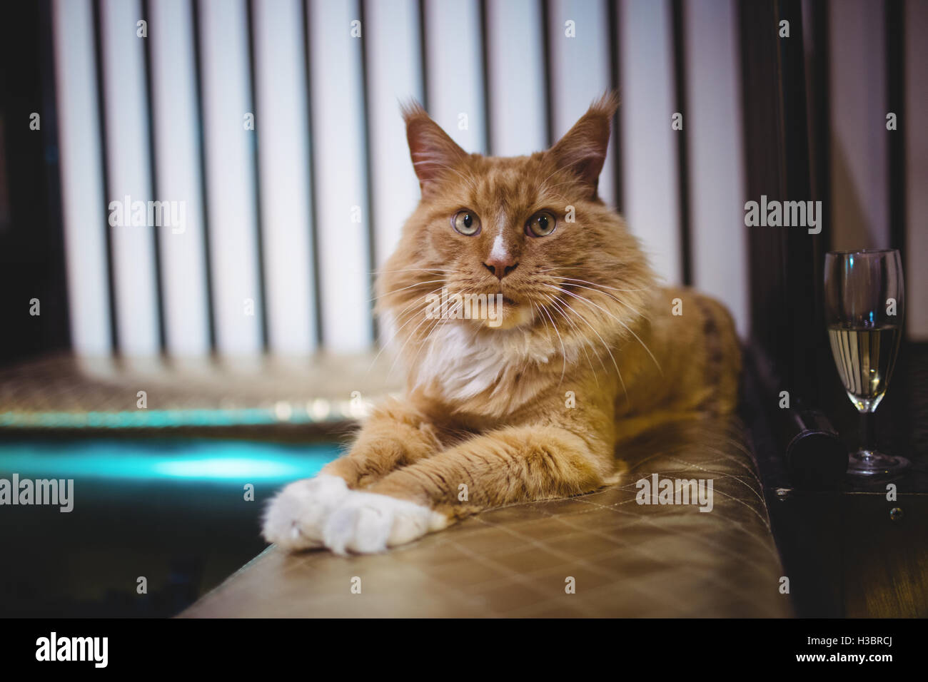 Domestic cat sitting in a bar Stock Photo - Alamy