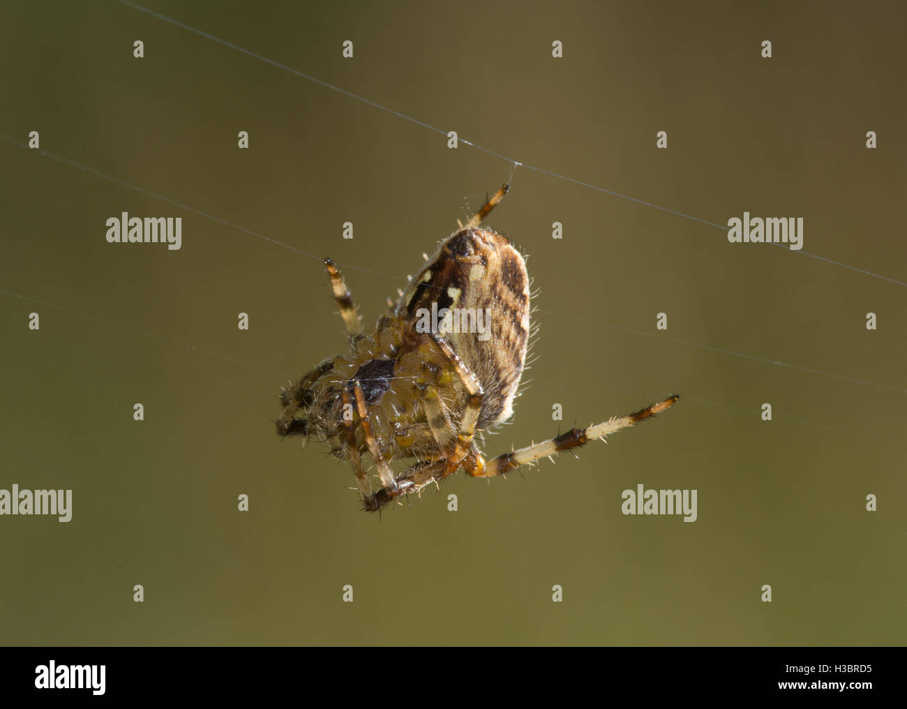 Garden spider, garden orb-weaver or cross spider (Araneus diadematus ...