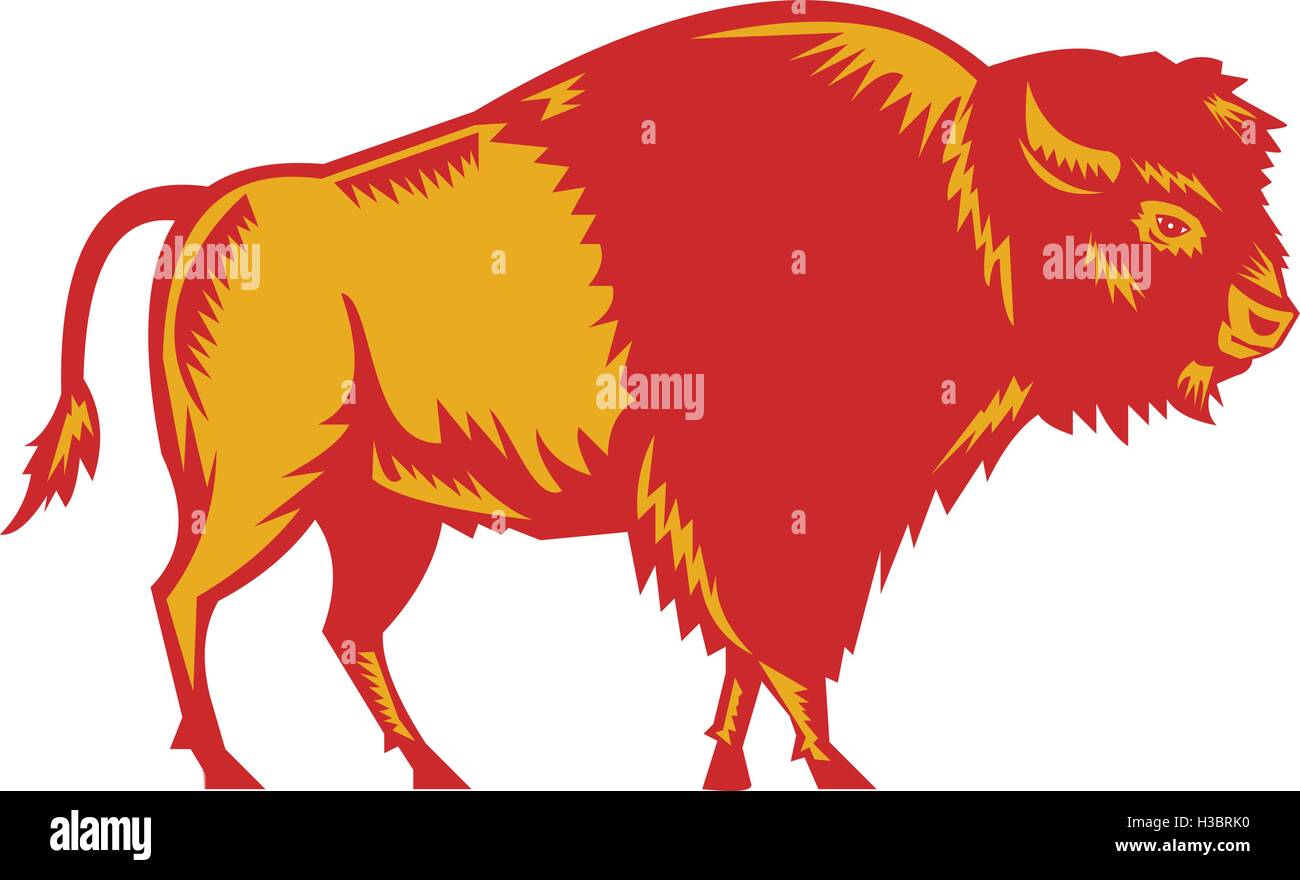 American Bison Bull Drawing