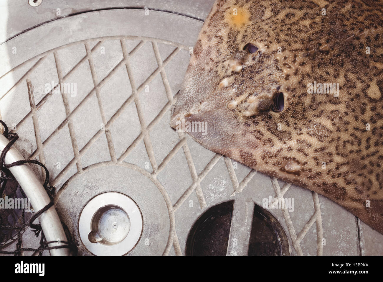 Fish drain hi-res stock photography and images - Alamy