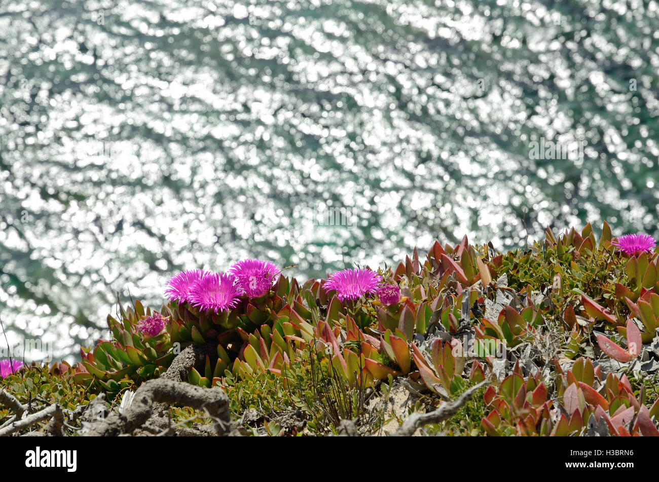 Wild flowers on the edge of the cliff Stock Photo - Alamy