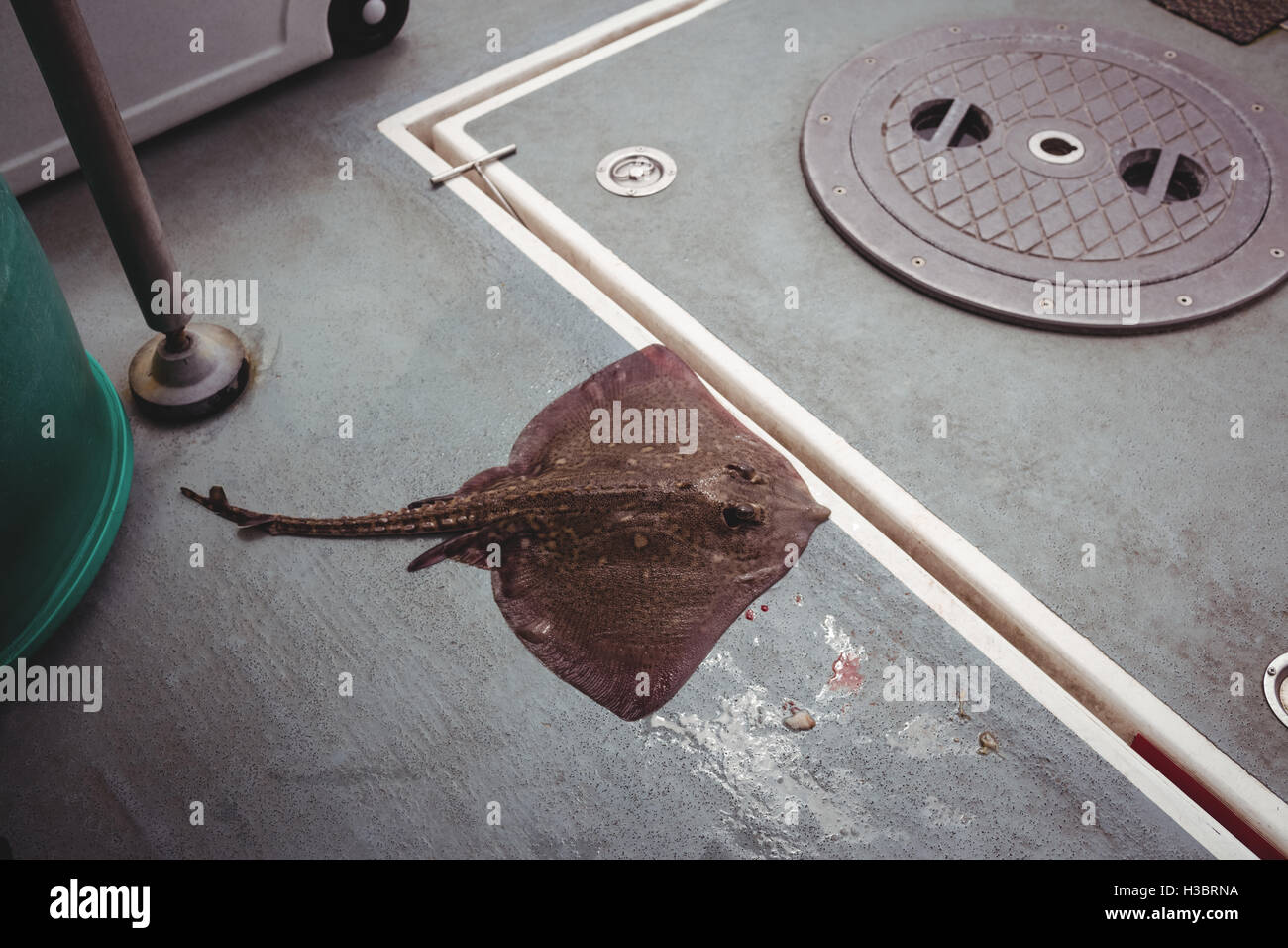 Close-up of ray fish Stock Photo - Alamy
