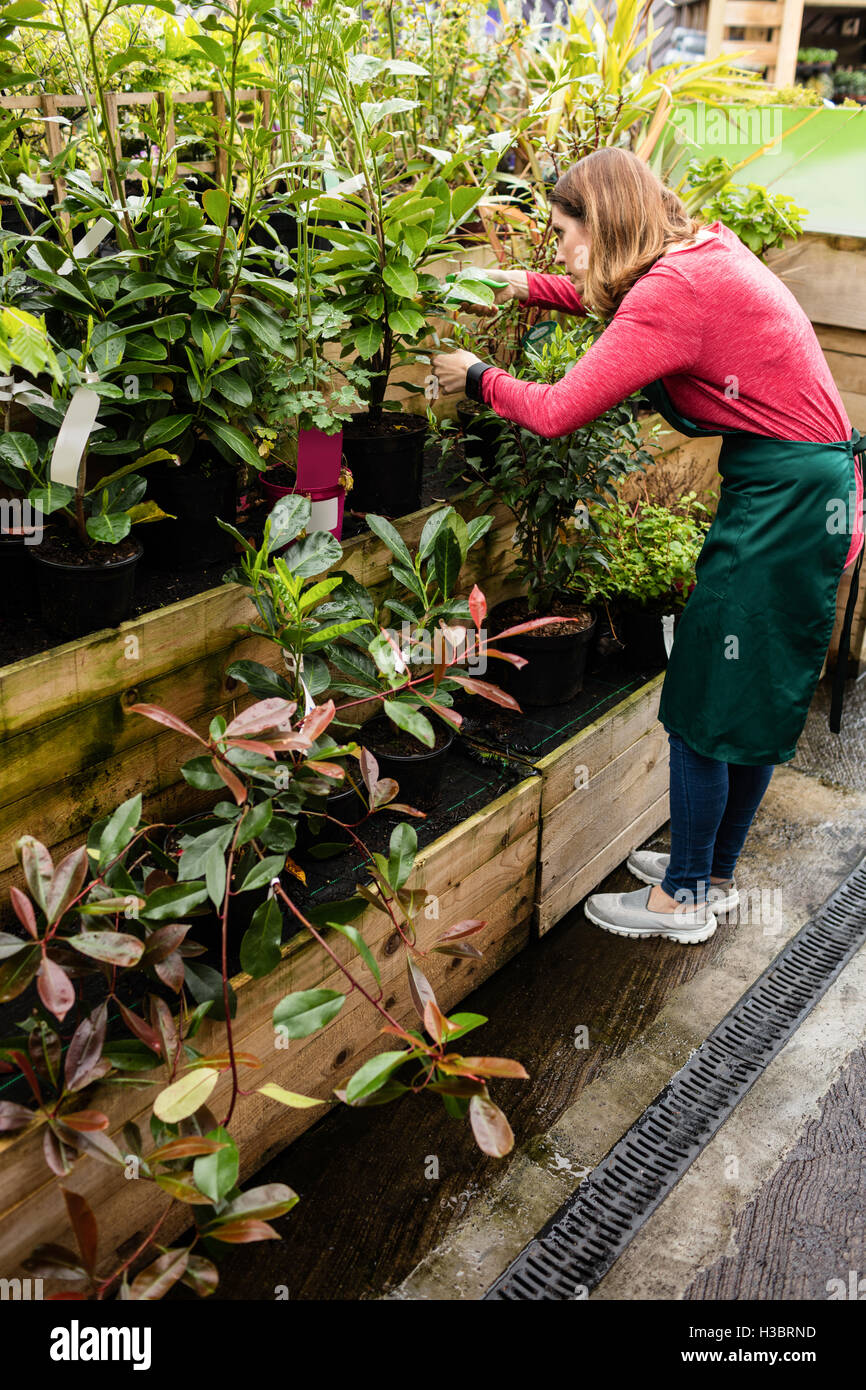Female florist checking pot plant Stock Photo - Alamy