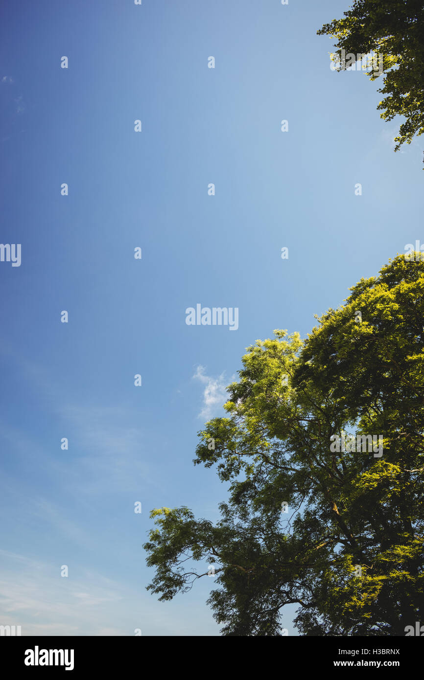 View of trees and sky Stock Photo - Alamy