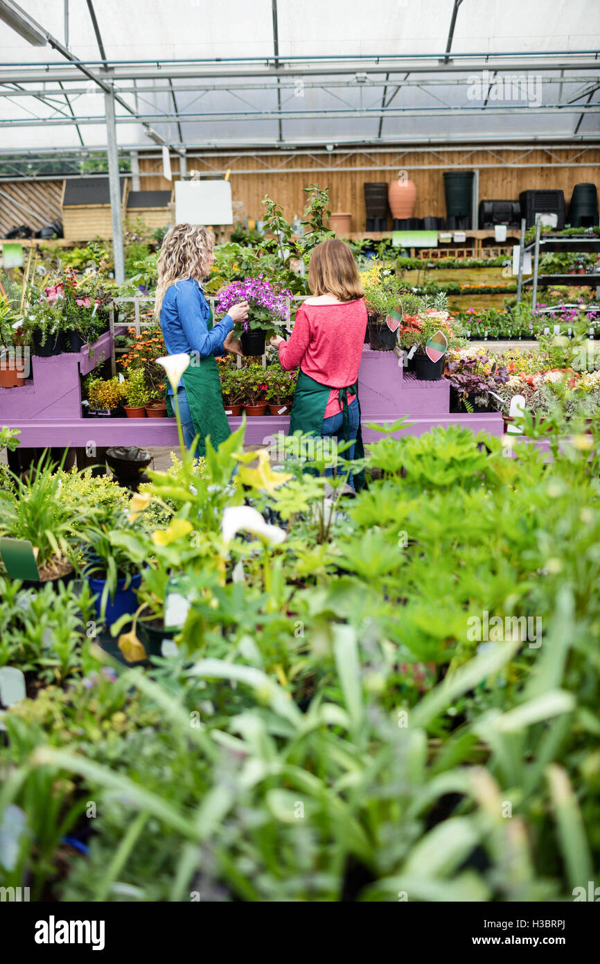 Two female florist checking plants Stock Photo - Alamy