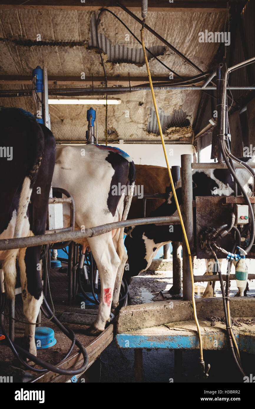 Milking breed of cows hi-res stock photography and images - Alamy