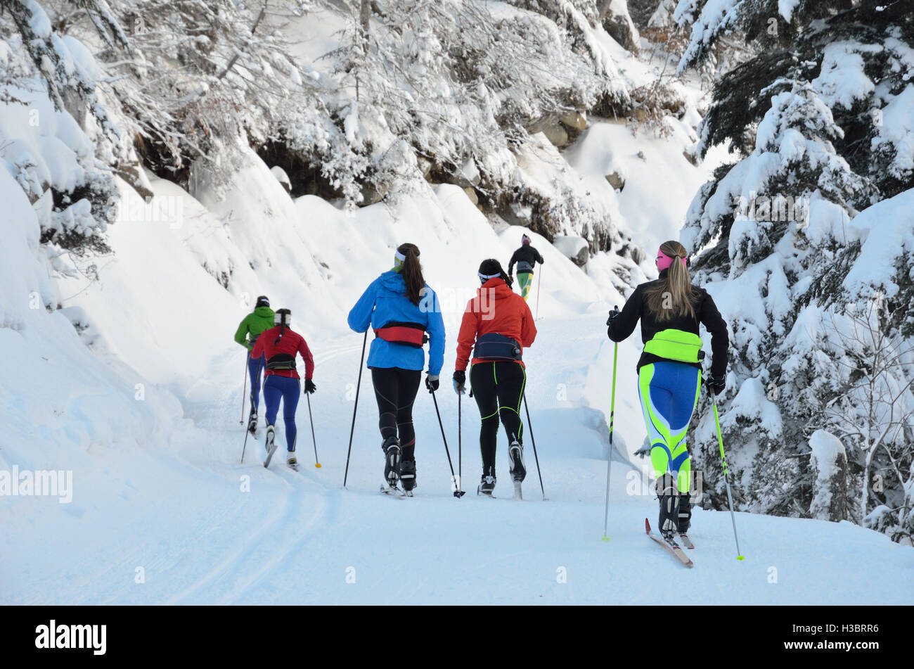 Cross-country skiing in the snowy forest Stock Photo - Alamy