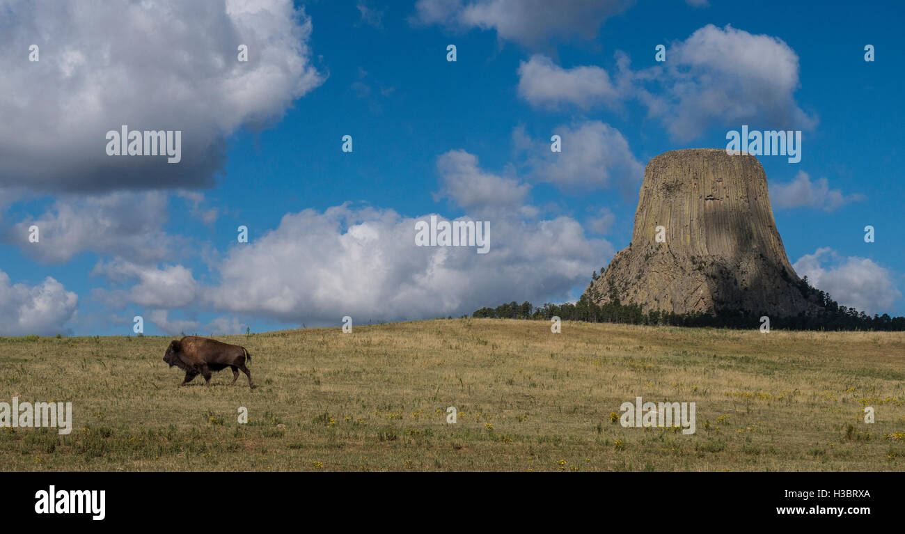 Bison buffalo devils tower national hi-res stock photography and images ...