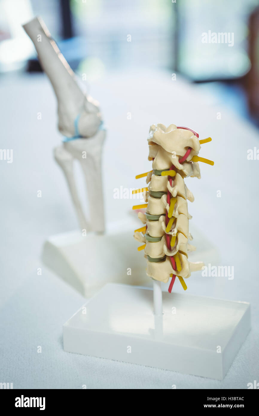 Spinal column hi-res stock photography and images - Alamy