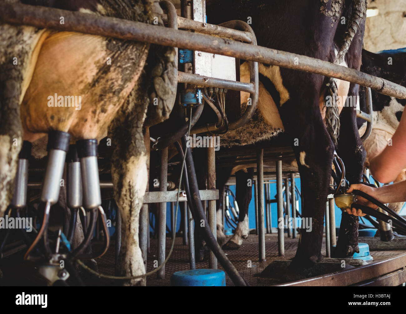 Cow Being Milked High Resolution Stock Photography and Images - Alamy