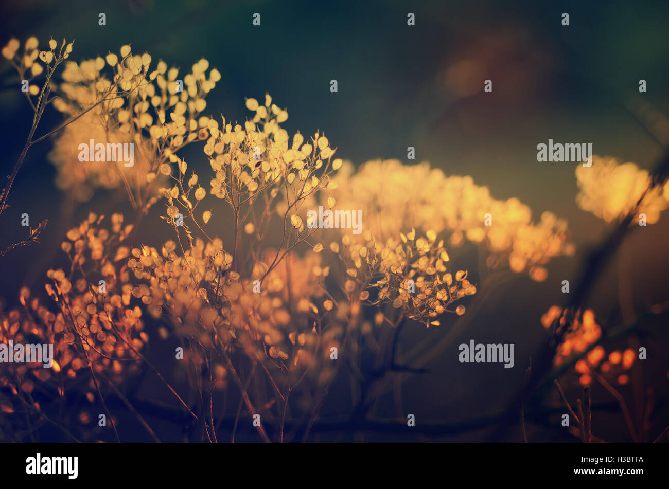 Autumn sunset plant Stock Photo - Alamy