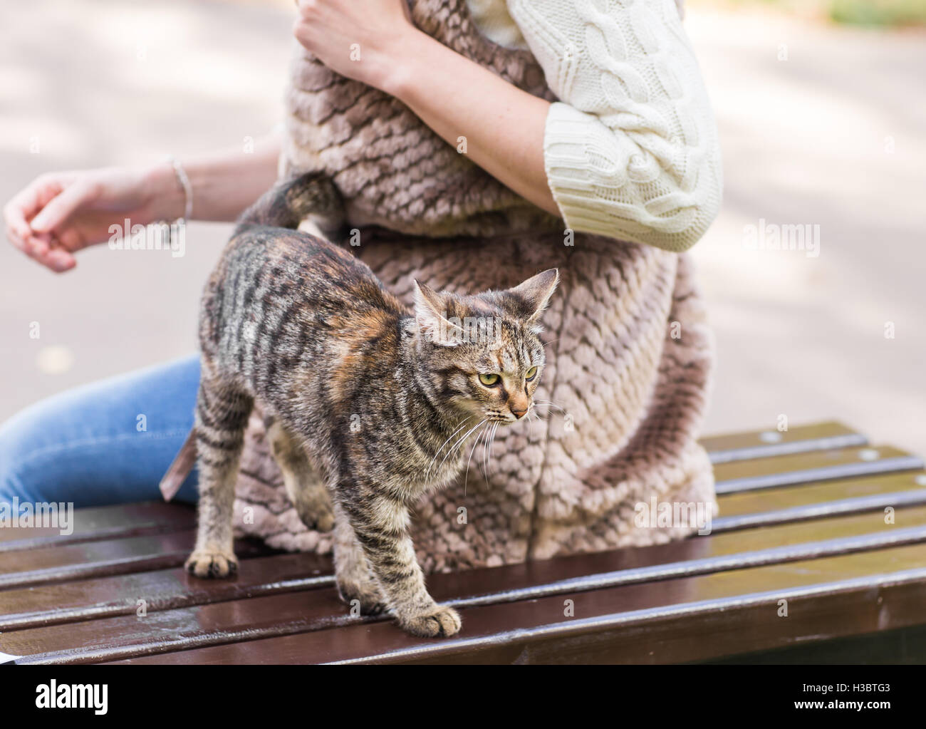 Cat sitting on a bench in the park Stock Photo - Alamy