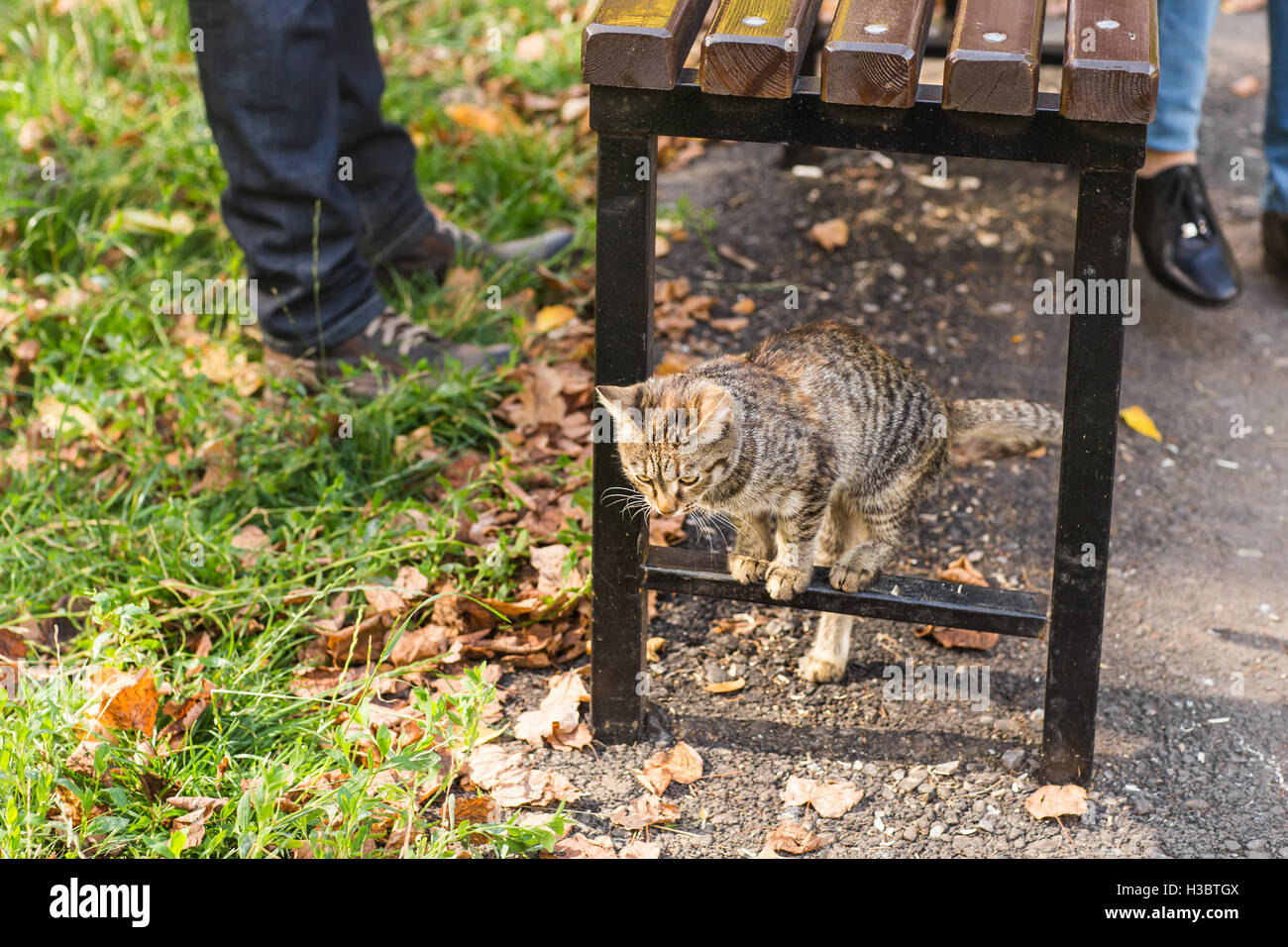 Cat under the bench in a park Stock Photo - Alamy