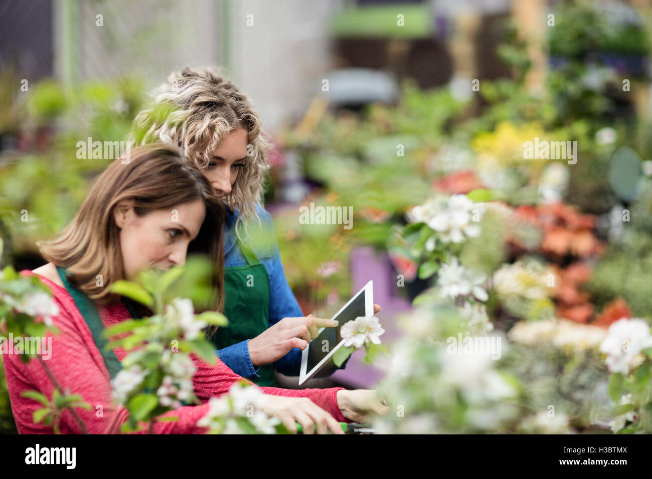 Two female florist using digital tablet while checking plants Stock ...