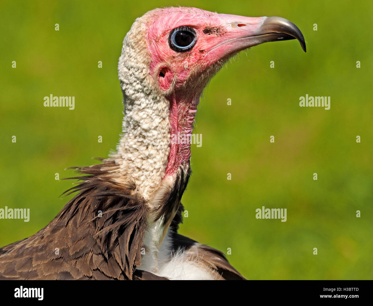 Vulture Eye High Resolution Stock Photography and Images - Alamy