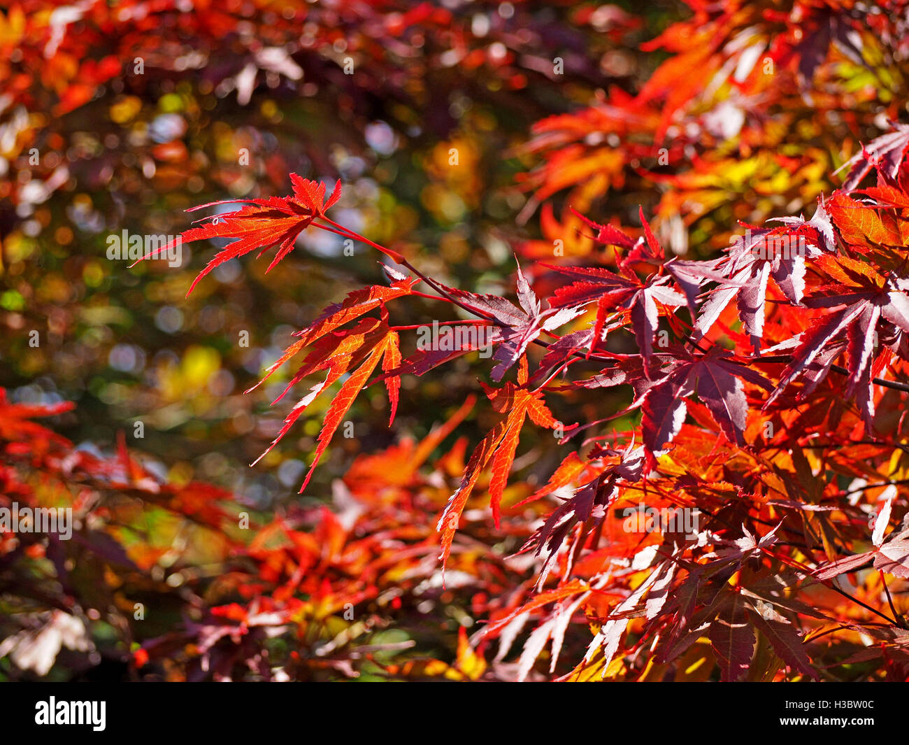 5 lobed leaves hi-res stock photography and images - Alamy