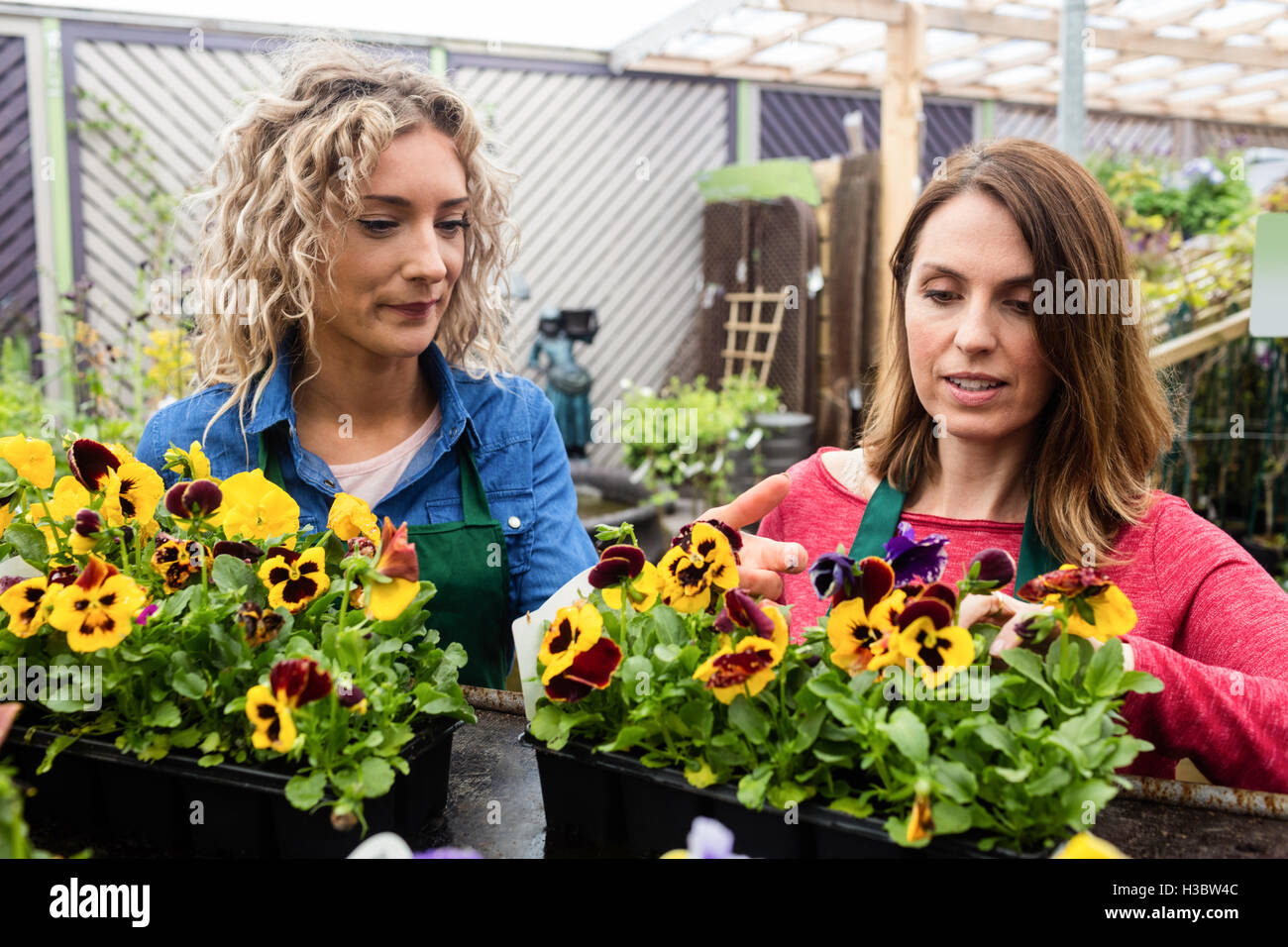 Two female florist checking plants Stock Photo - Alamy