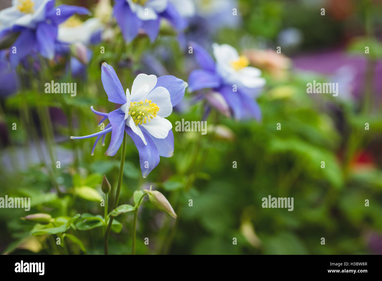 Centre flower hi-res stock photography and images - Alamy